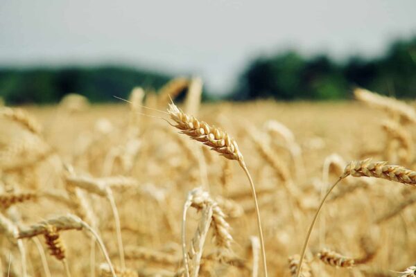 Saudi Arabia to import 625,000 tons of wheat later this year - TRENDS MENA
