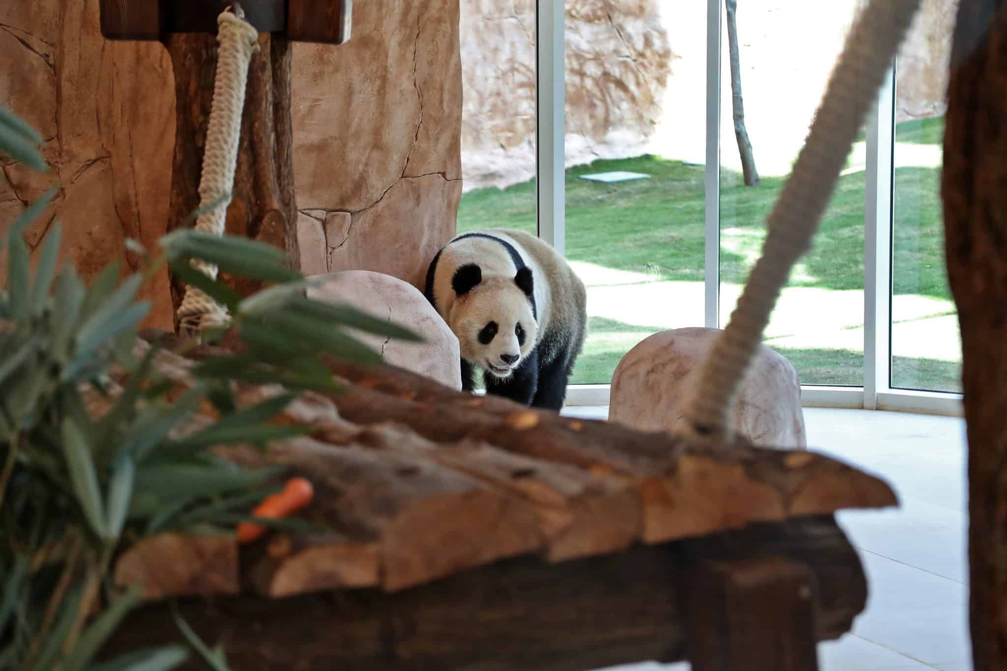 Pandas stir up excitement in Qatar, month before start of World Cup ...